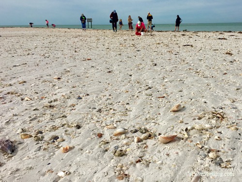 Freaking Out For Shell Heaven | I Love Shelling