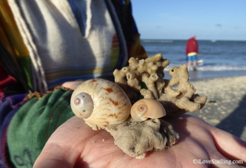 A Sea Star… Make a Wish! | I Love Shelling