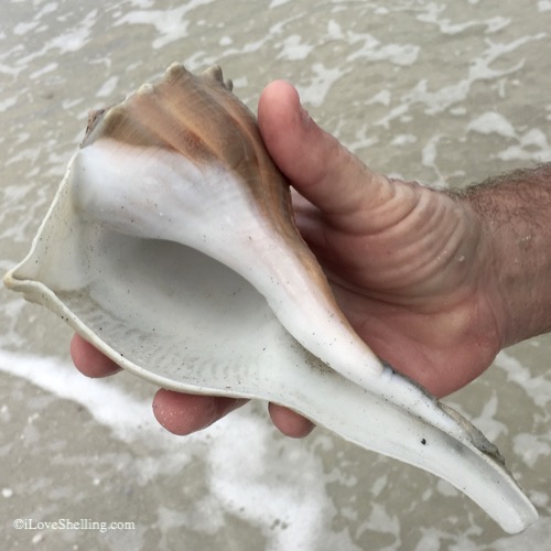 The Calm After The Sanibel Seashell Storm | I Love Shelling