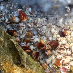 Pouncing For Pretty Seashells | I Love Shelling