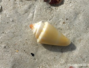 Freaking Out For Shell Heaven | I Love Shelling