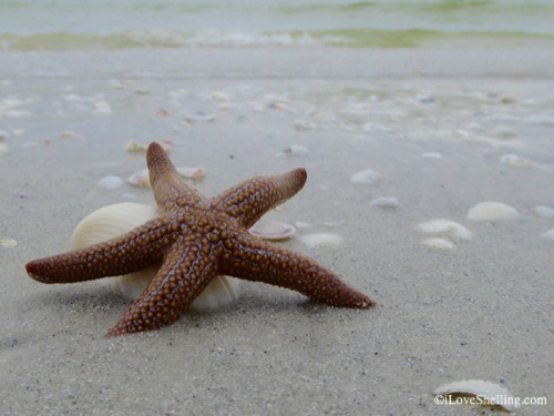 A Sea Star… Make a Wish! | I Love Shelling