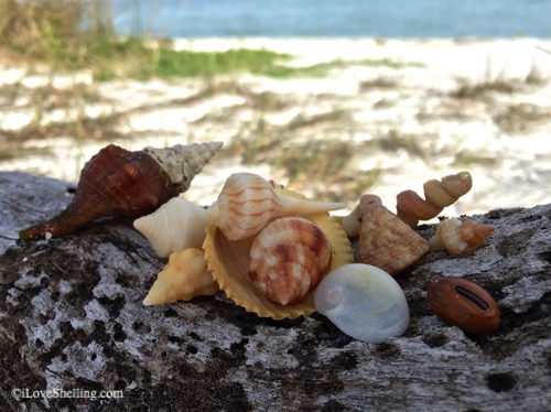 2016 New Years Beach Reshellution | I Love Shelling