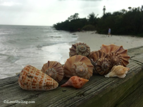 The Calm After The Sanibel Seashell Storm | I Love Shelling