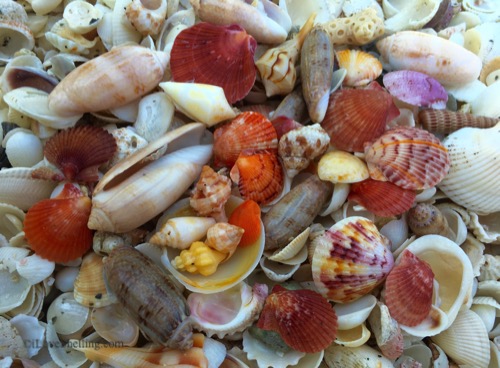 Shells and Shellers Color My World | I Love Shelling