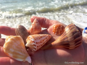 Pouncing For Pretty Seashells | I Love Shelling