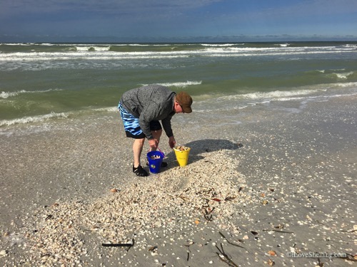 stoop for shells stoop for shells – I Love Shelling