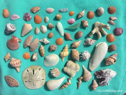 Freaking Out For Shell Heaven | I Love Shelling