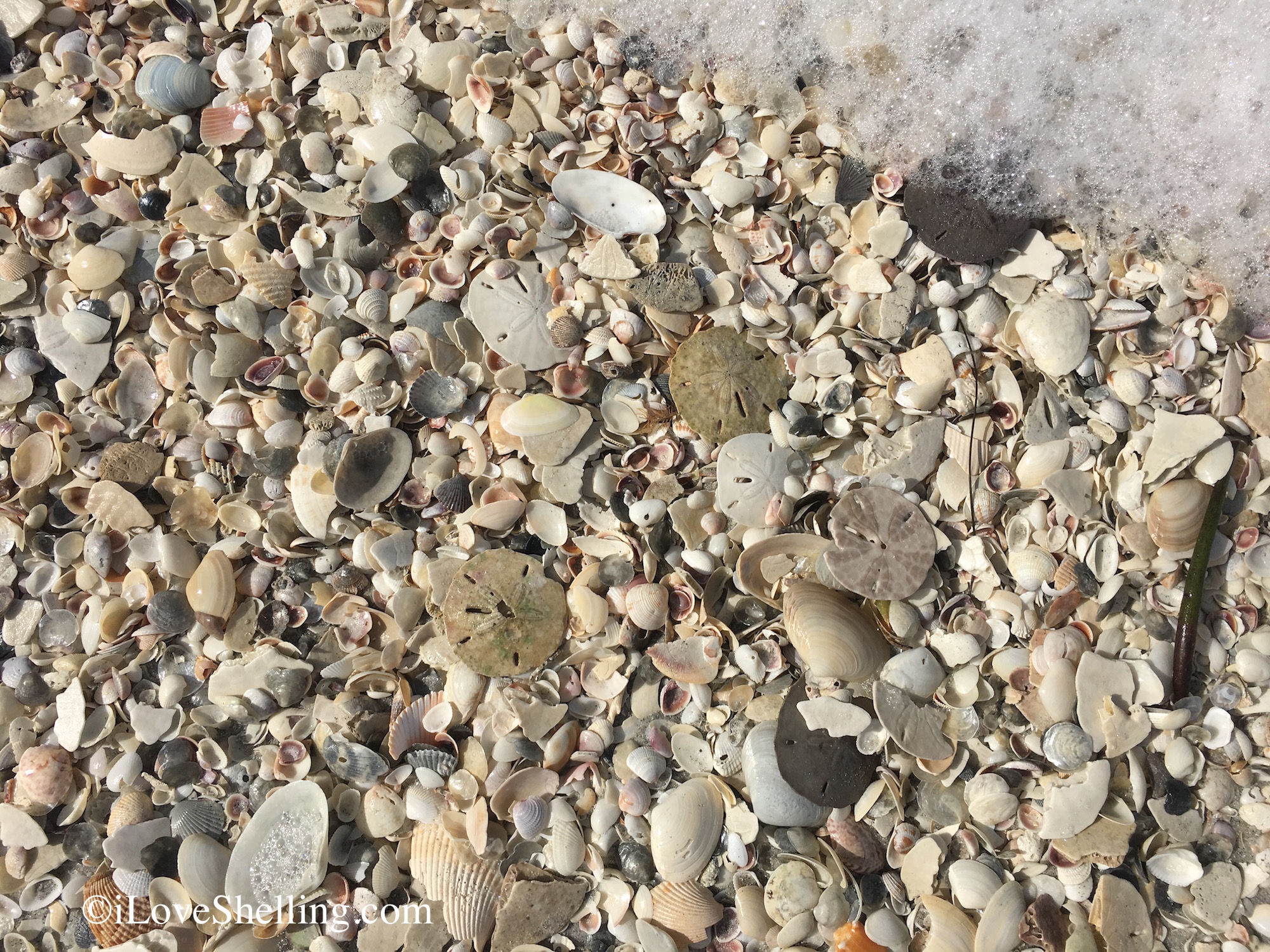 Beach Bucks To Big Whelks – Our Shelling Adventure | I Love Shelling