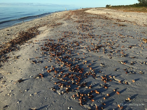 What Do Sanibel And Guantanamo Bay, Cuba Have In Common? | I Love Shelling