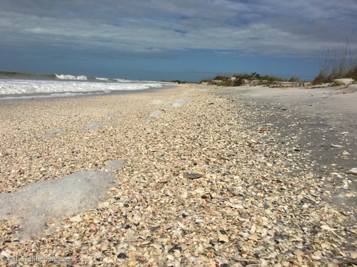 Beach Bucks To Big Whelks – Our Shelling Adventure | I Love Shelling