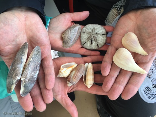 Beach Bucks To Big Whelks – Our Shelling Adventure | I Love Shelling
