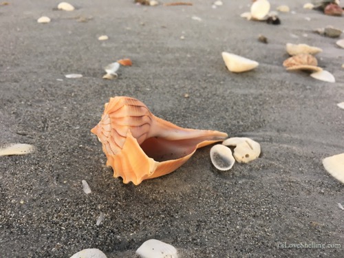 Magical Moments On the Beach | I Love Shelling