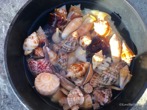 What Do Sanibel And Guantanamo Bay, Cuba Have In Common? | I Love Shelling