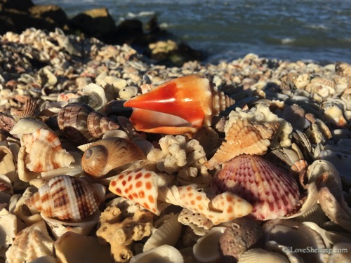 Magical Moments On the Beach | I Love Shelling