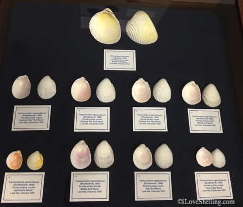 Learning about Seashells at the 2016 Sanibel Shell Festival | I Love ...