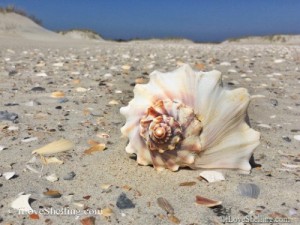 Crazy Carolina Beach Combing – Shelling Trip To Portsmouth Island ...