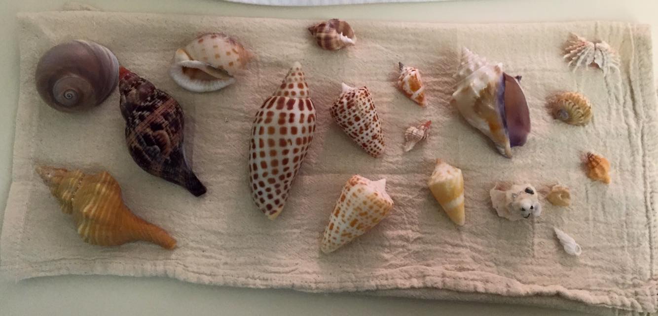 2016 Sanibel Shell Festival Artistic Seashell Crafts | I Love Shelling