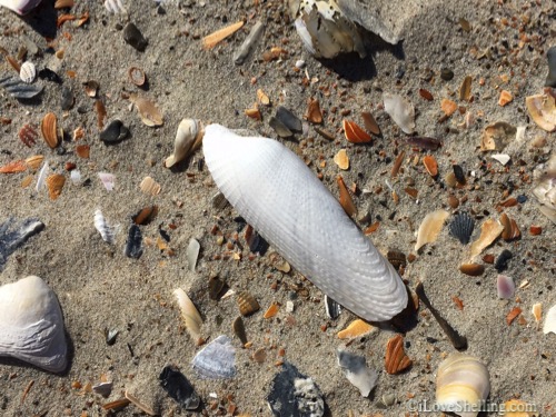 Crazy Carolina Beach Combing – Shelling Trip To Portsmouth Island ...