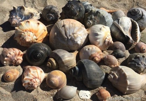 Crazy Carolina Beach Combing – Shelling Trip To Portsmouth Island ...