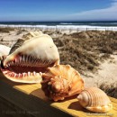 Crazy Carolina Beach Combing – Shelling Trip To Portsmouth Island ...