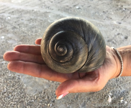 Crazy Carolina Beach Combing – Shelling Trip To Portsmouth Island ...