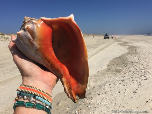 Crazy Carolina Beach Combing – Shelling Trip To Portsmouth Island ...