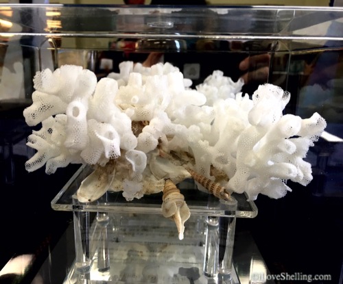 Learning about Seashells at the 2016 Sanibel Shell Festival | I Love ...