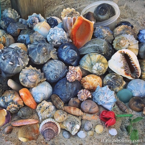 Crazy Carolina Beach Combing – Shelling Trip To Portsmouth Island ...