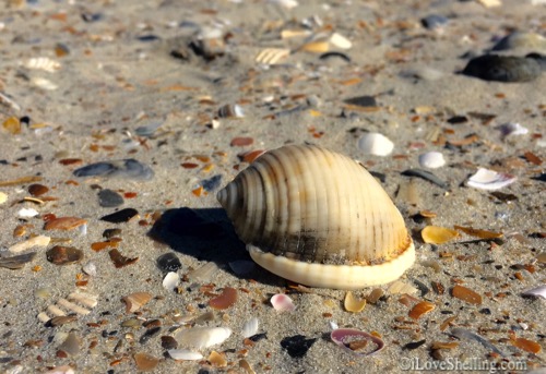 Crazy Carolina Beach Combing – Shelling Trip To Portsmouth Island ...