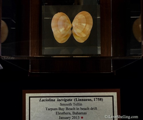 Learning about Seashells at the 2016 Sanibel Shell Festival | I Love ...