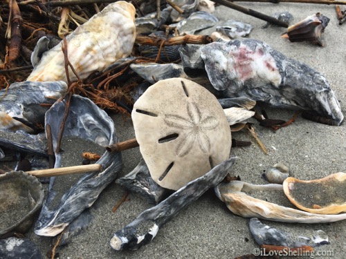 My Inner South Carolina Seashell Artist Channeling Whelks | I Love Shelling