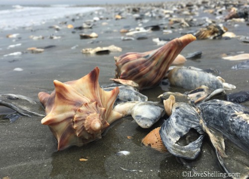 My Inner South Carolina Seashell Artist Channeling Whelks | I Love Shelling