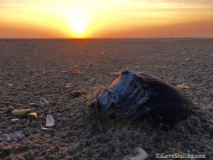 Crazy Carolina Beach Combing – Shelling Trip To Portsmouth Island ...