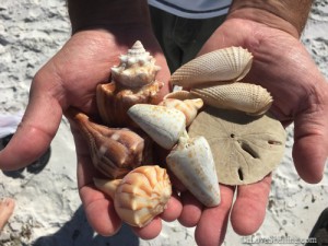Cruisin’ To Cone Shell Country | I Love Shelling