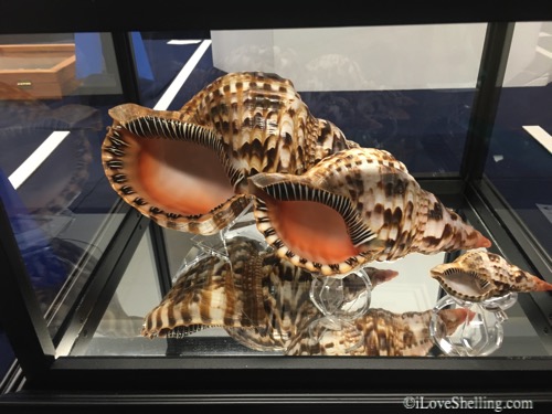 Learning about Seashells at the 2016 Sanibel Shell Festival | I Love ...