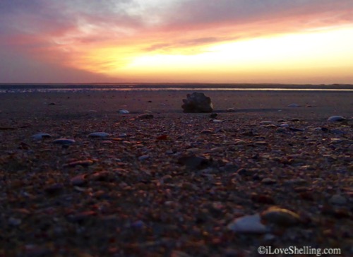 Beach Combing Shelling Trip Portsmouth Island North Carolina | I Love ...