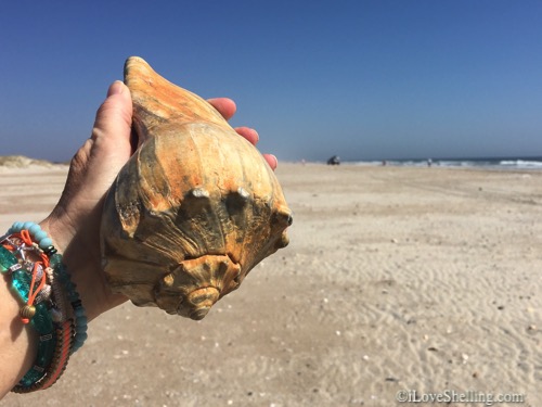 Crazy Carolina Beach Combing – Shelling Trip To Portsmouth Island ...