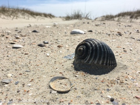 Crazy Carolina Beach Combing – Shelling Trip To Portsmouth Island ...