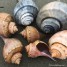 My Inner South Carolina Seashell Artist Channeling Whelks | I Love Shelling