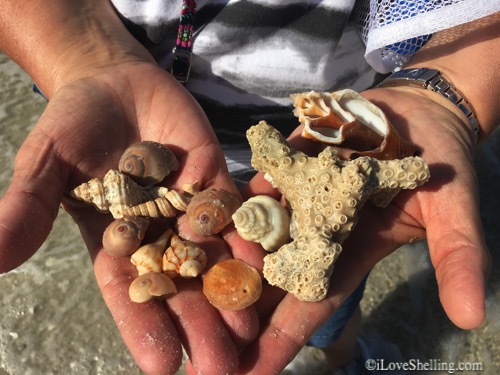 Cruisin’ To Cone Shell Country | I Love Shelling