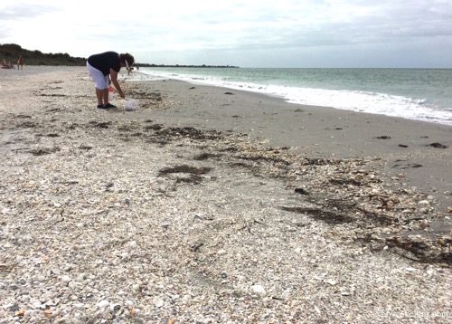 They Should Call This Place Treasure Island | I Love Shelling
