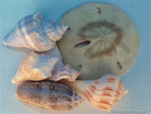 Cruisin’ To Cone Shell Country | I Love Shelling