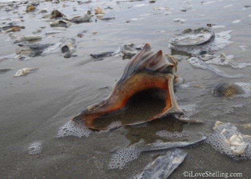 My Inner South Carolina Seashell Artist Channeling Whelks | I Love Shelling