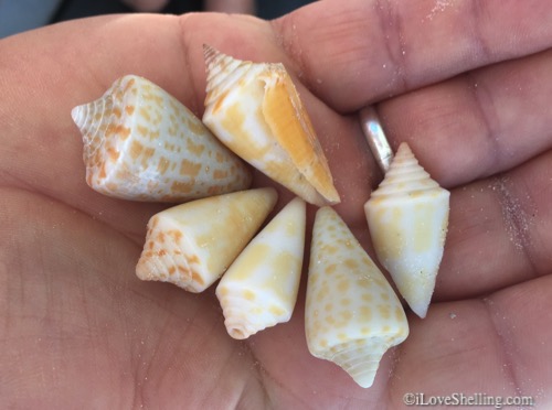 Cruisin’ To Cone Shell Country | I Love Shelling