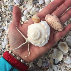They Should Call This Place Treasure Island | I Love Shelling