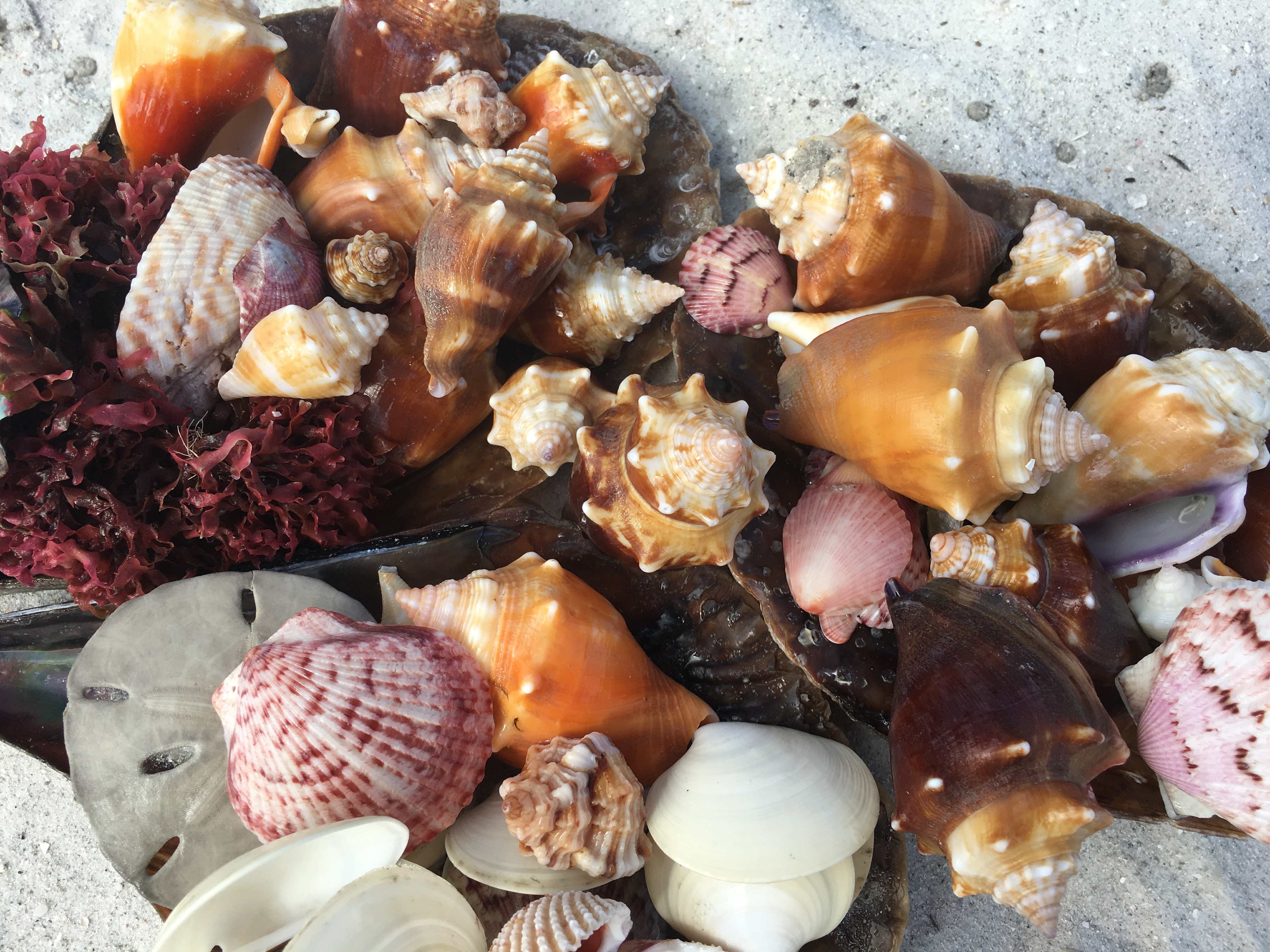 Img 2028 I Love Shelling