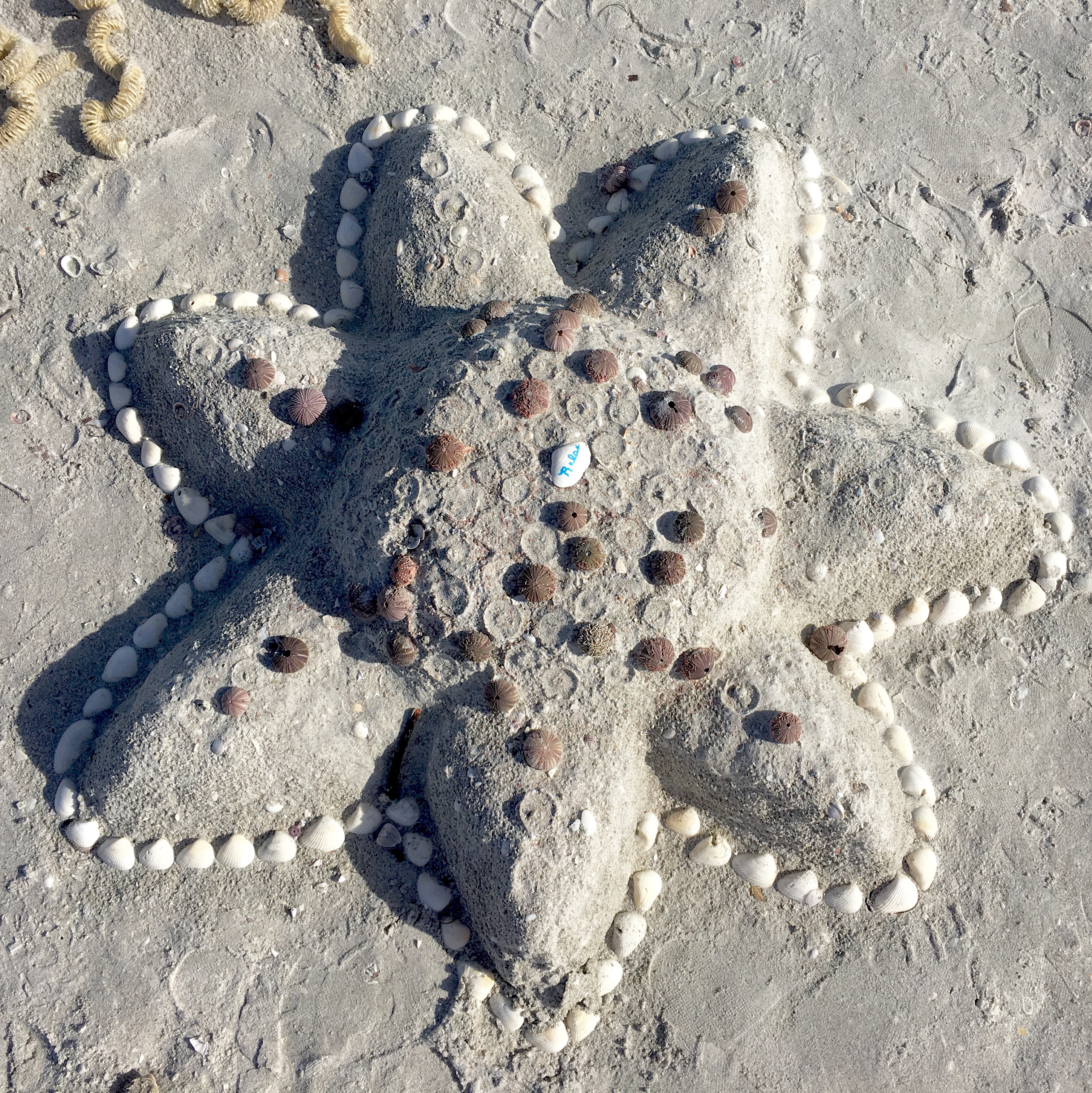 Img 2163 1 I Love Shelling