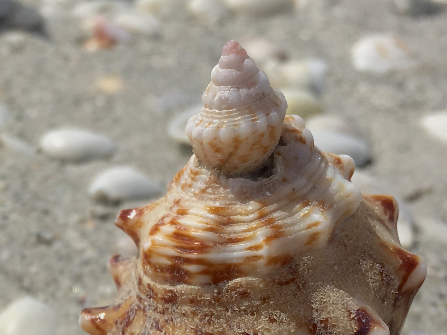 img_2261-1 | I Love Shelling