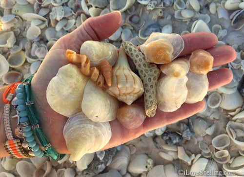Cruisin’ To Cone Shell Country | I Love Shelling